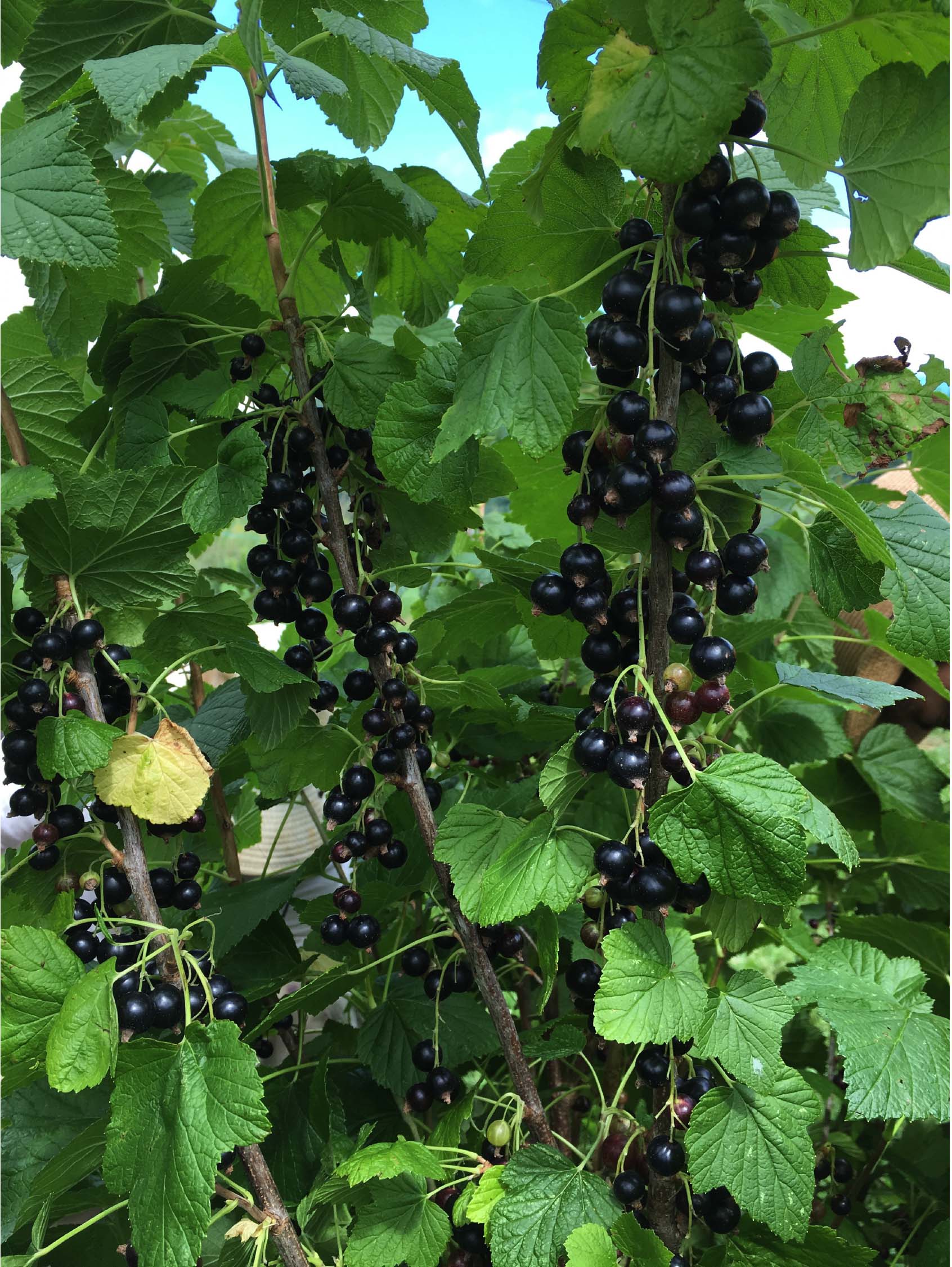 Black Currants
